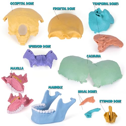 Anatomical Skull Puzzle - Human Skull Model Puzzle with 17 Pieces - 10 ...